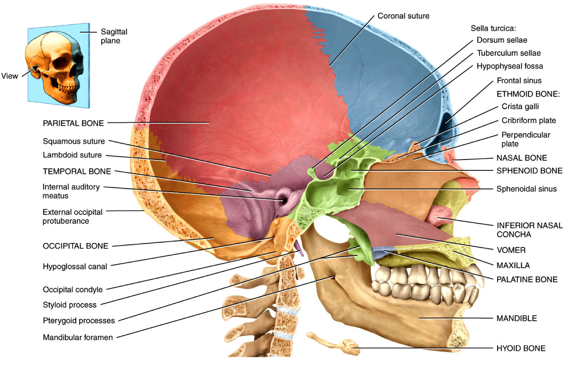 Craniofacial Development: Malocclusion Is Just A Symptom – TMD – Occlusion