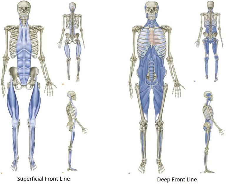 Muscles Chains: Meridians Running From Head to Feet – TMD – Occlusion