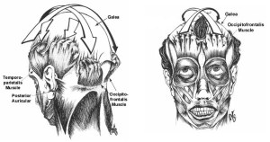 Hair Loss: Are The Real Underlying Causes Androgenetic? – TMD – Occlusion