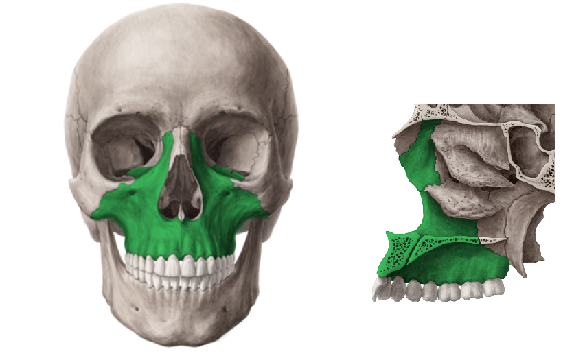 Maxilla: Essential Bone for Body’s Health – TMD – Occlusion