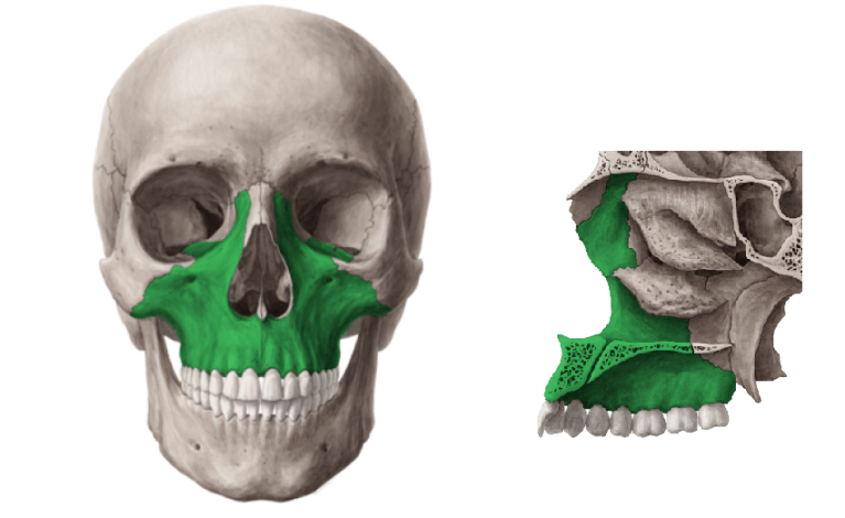 Maxilla: Essential Bone for Body’s Health – TMD – Occlusion