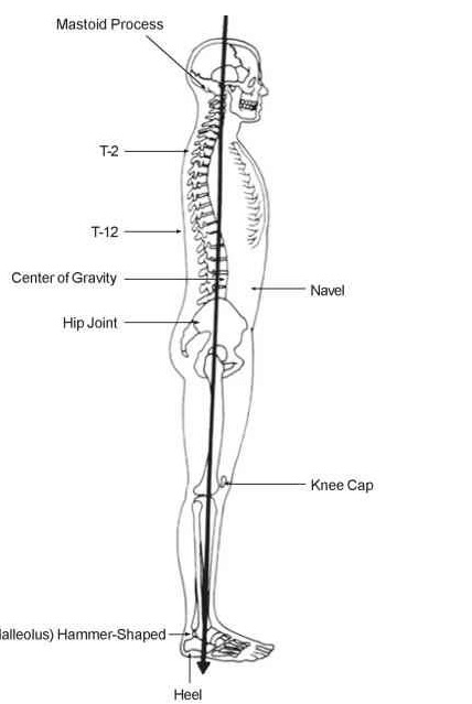 Body Posture: Alignment Is The Key for Health – TMD – Occlusion