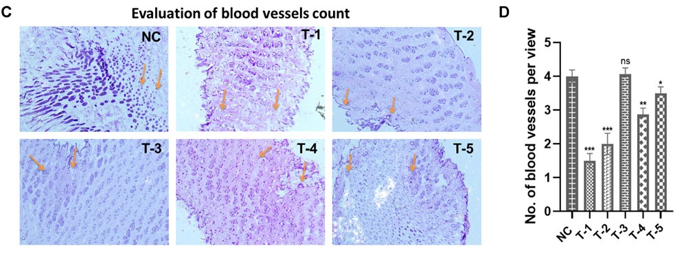 A Sugar Gel, Blood Supply and Hair Regrowth – TMD – Occlusion